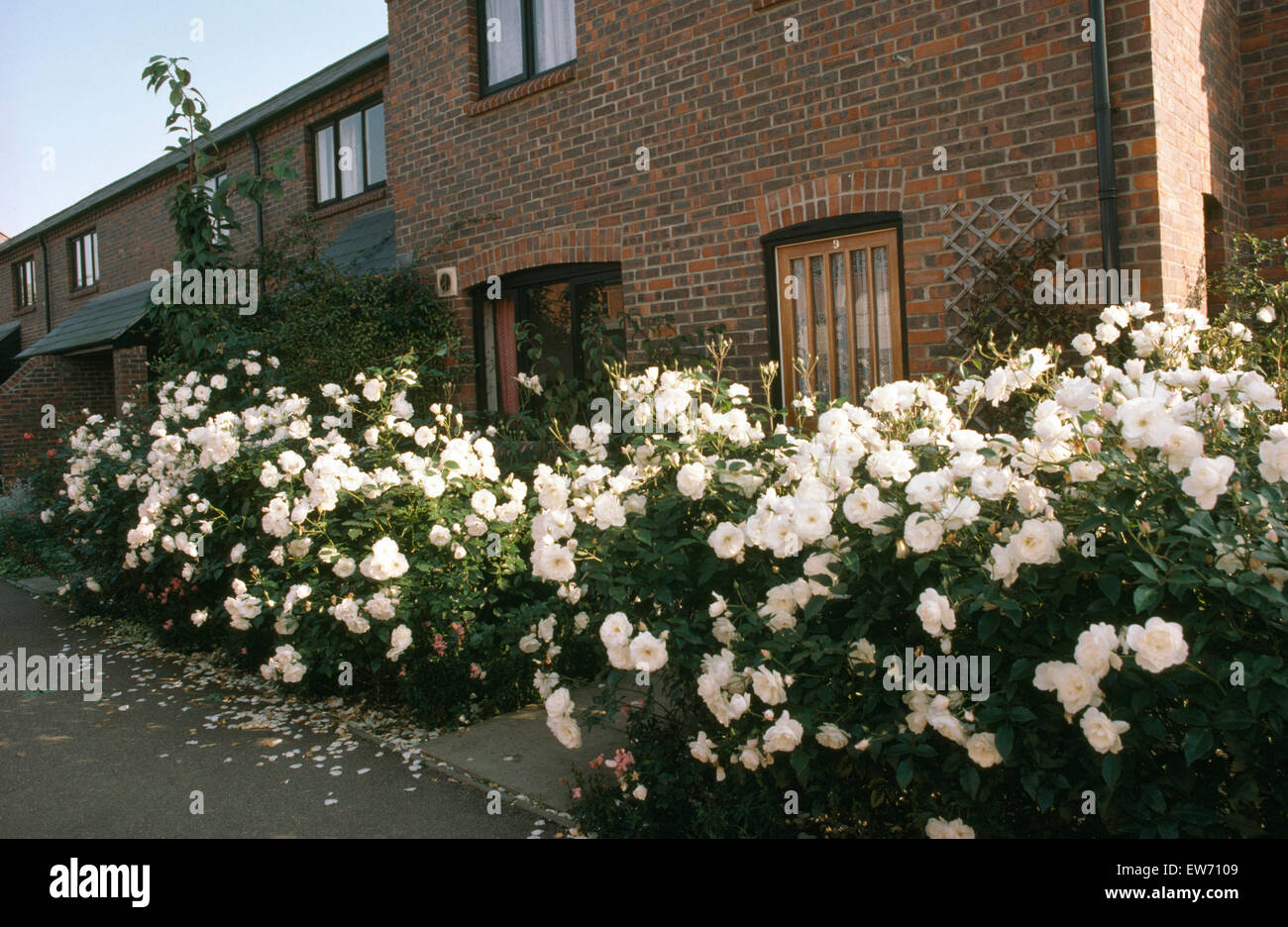 Border of white roses in front of a seventies suburban estate house ...