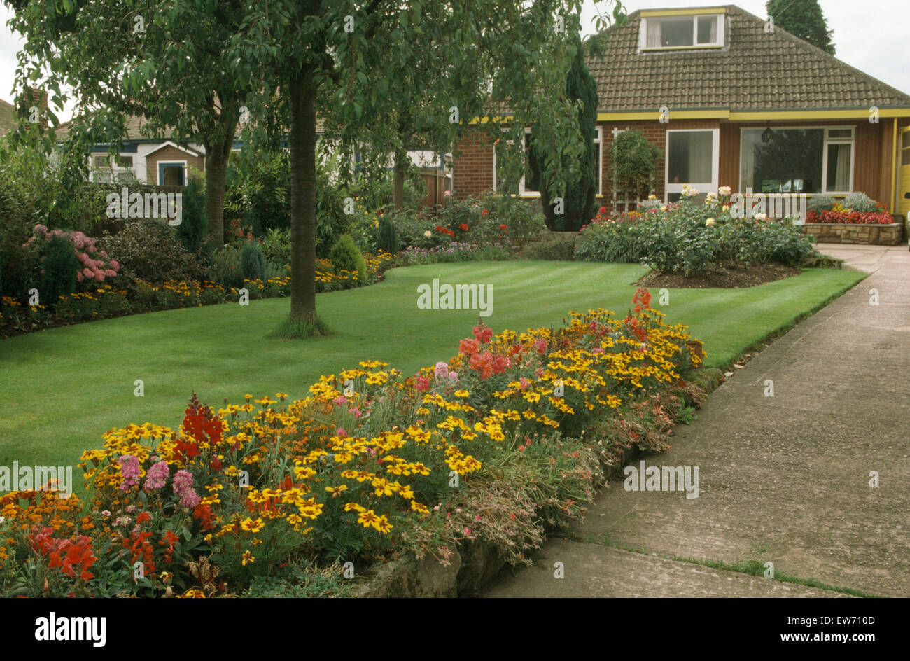 French marigolds growing in border beside lawn in front garden of a ...