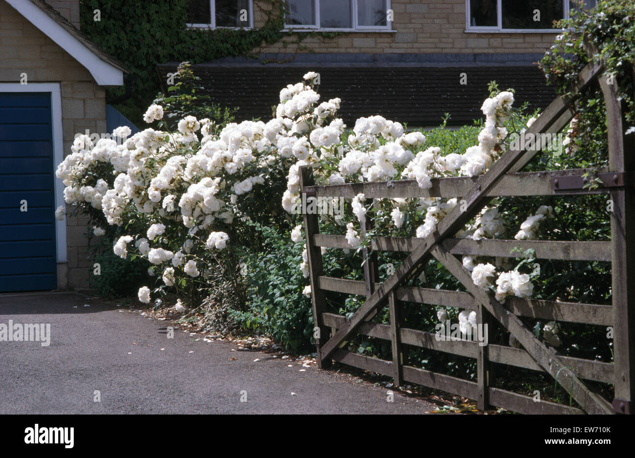 Gate with plants hi-res stock photography and images - Alamy