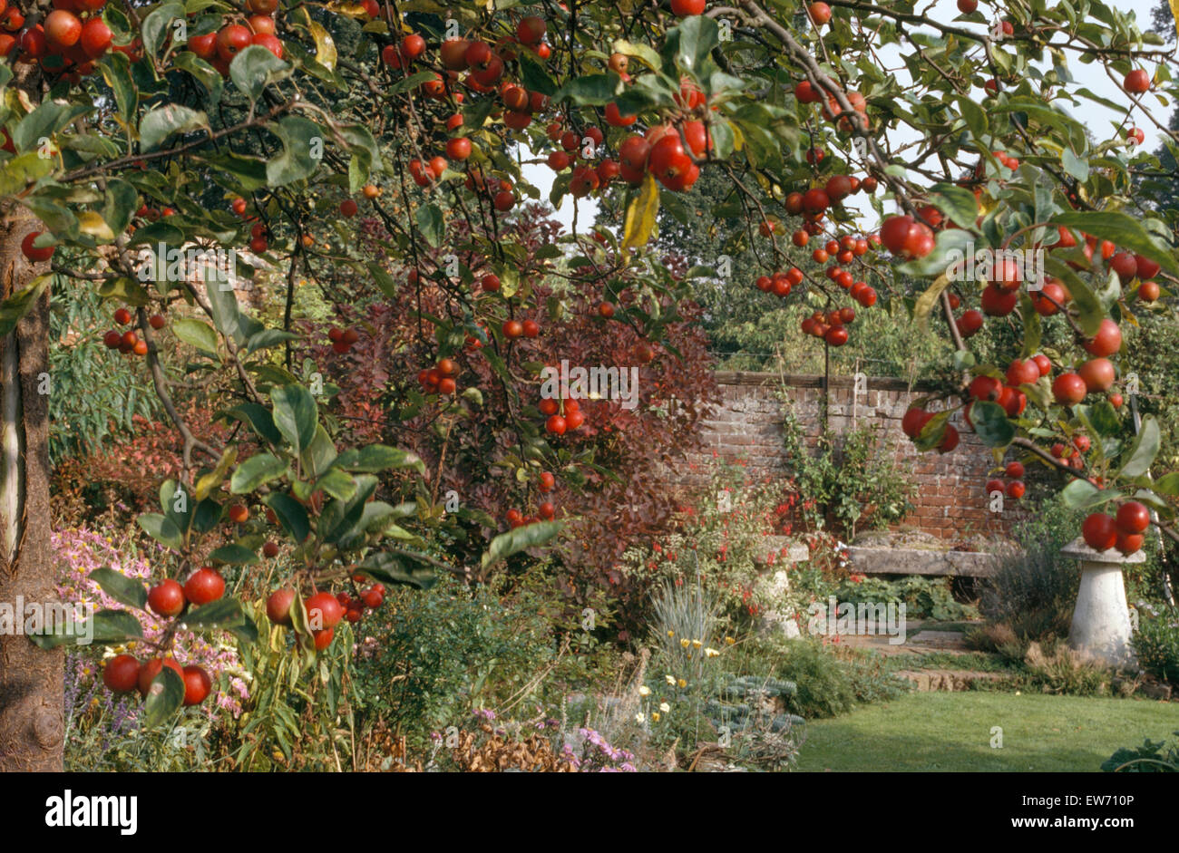 Apples on an autumn tree hi-res stock photography and images - Alamy