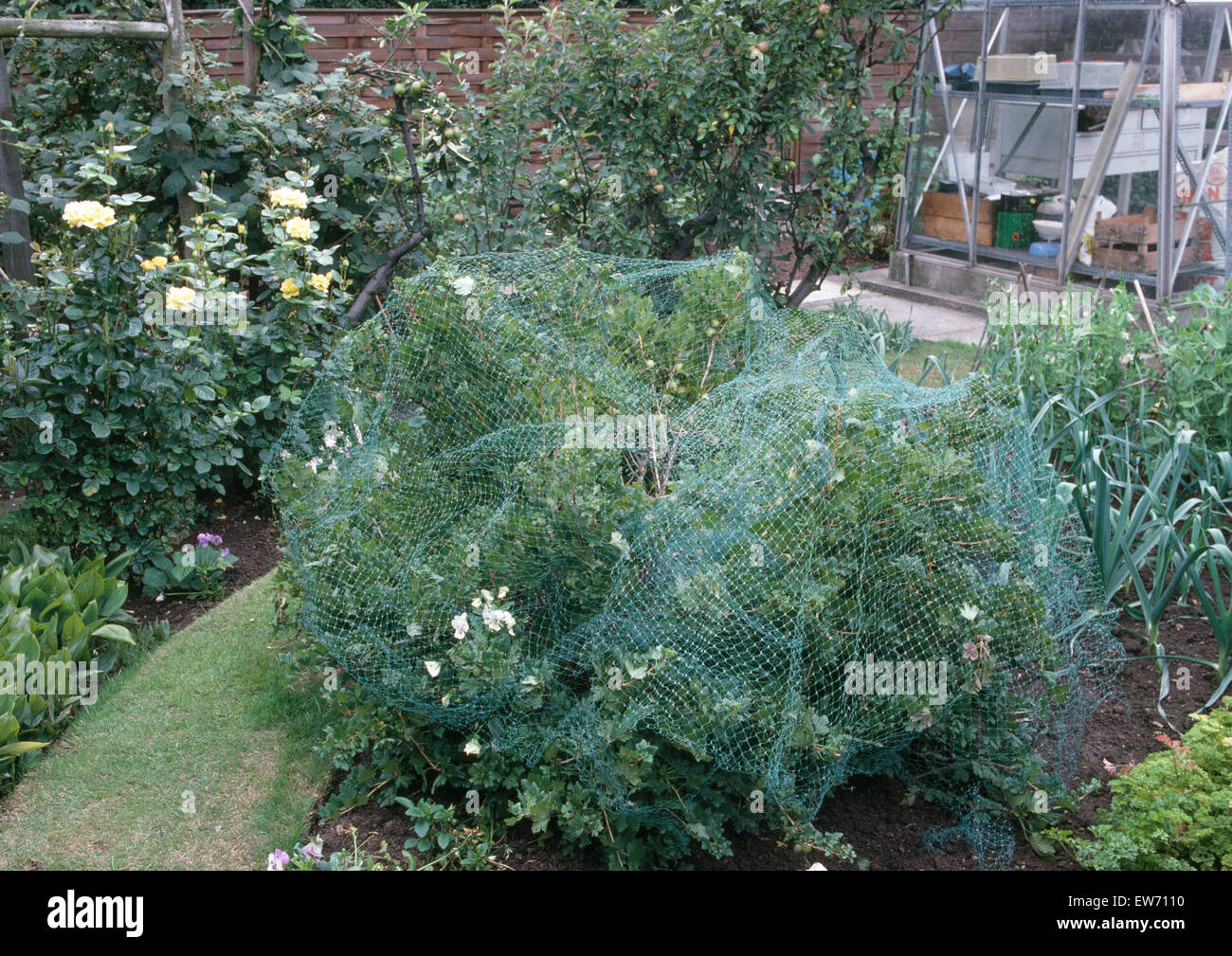 Vegetable garden netting hi-res stock photography and images - Alamy