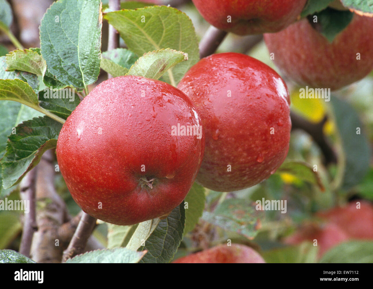 Red apples food hi-res stock photography and images - Alamy
