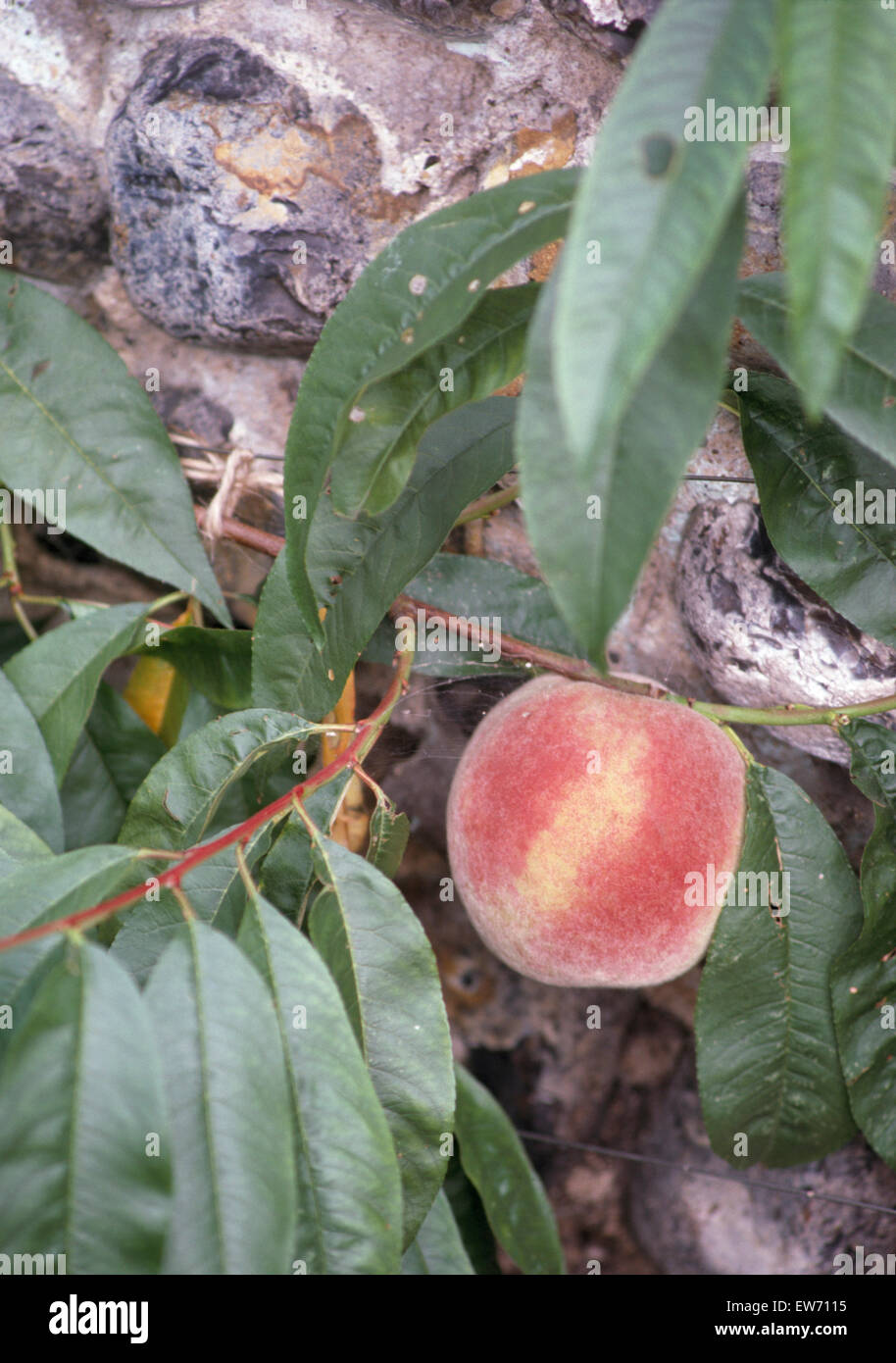 Peach plants hi-res stock photography and images - Alamy