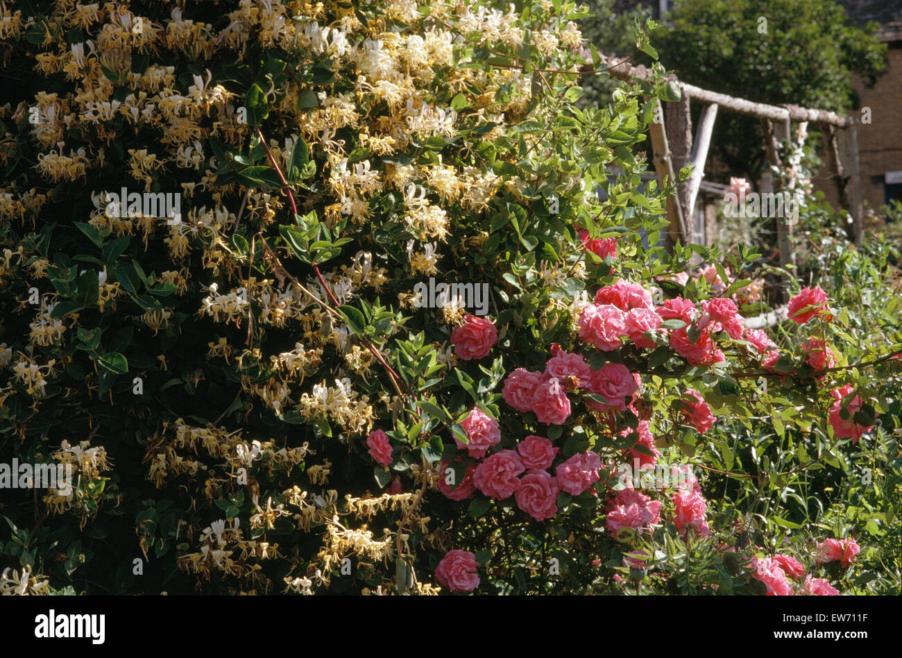 Scented honeysuckle and pink roses in country garden Stock Photo - Alamy