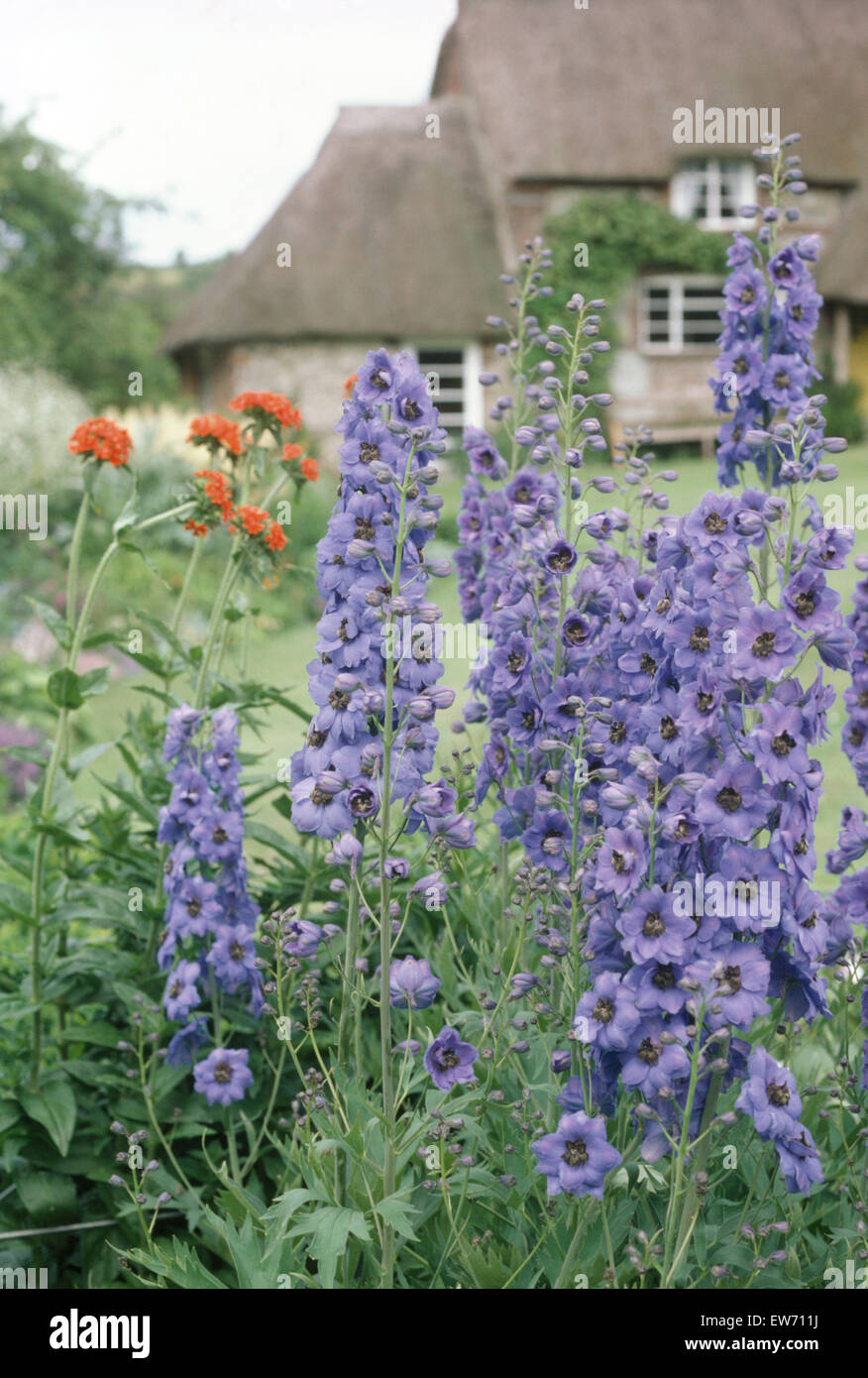 Close-up of blue delphiniums growing in cottage garden border Stock ...