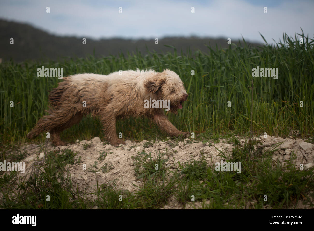 Genetically Mutated Dog