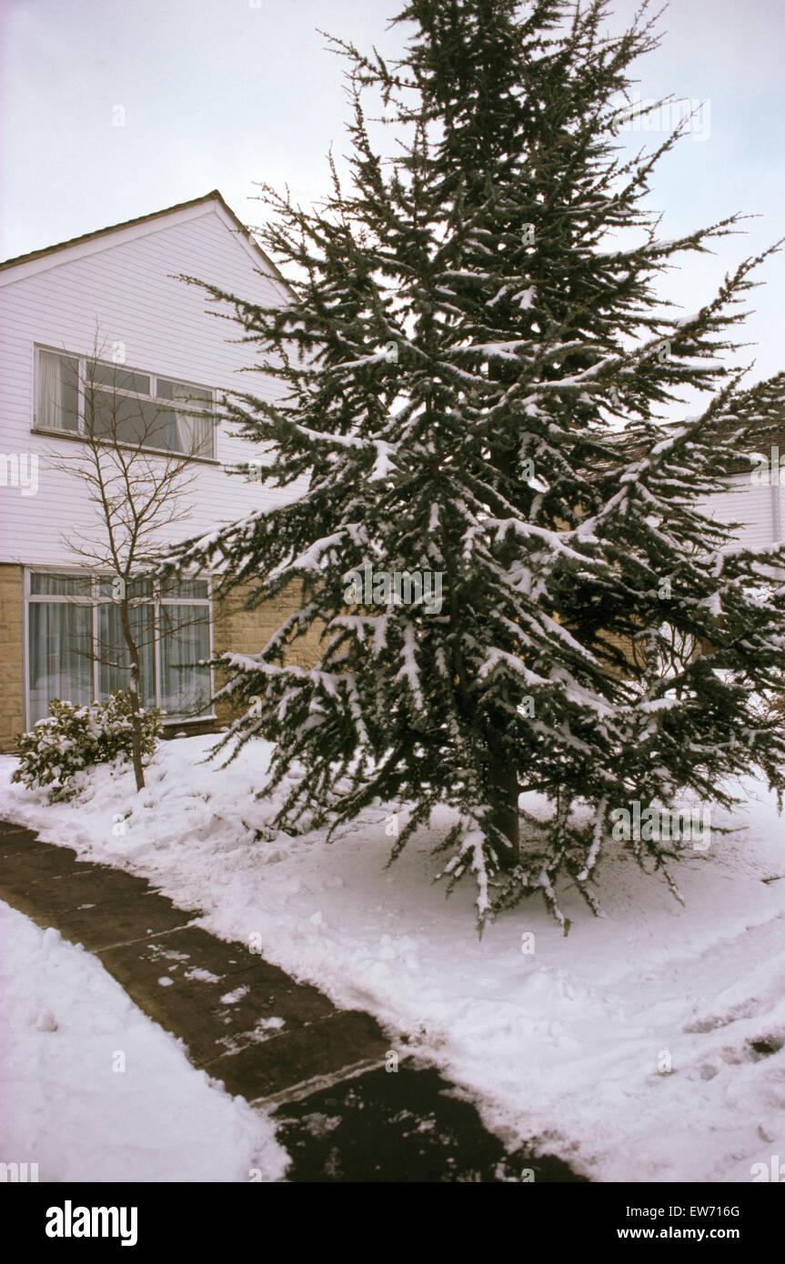 Conifer with snow hi-res stock photography and images - Alamy