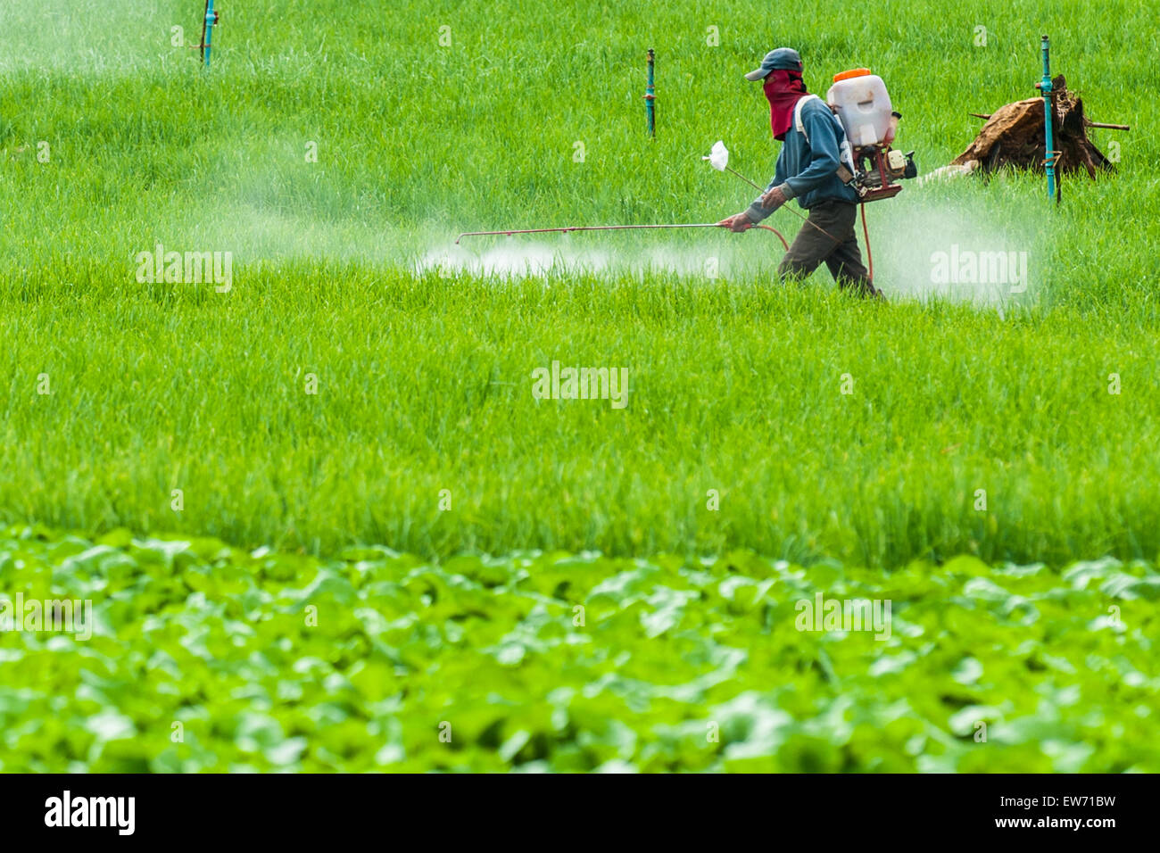 Farmer spraying pesticide in paddy hi-res stock photography and images ...