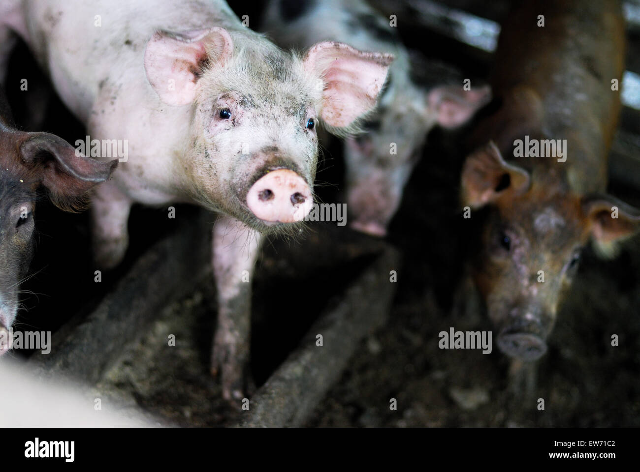 Boar pig hybrid pigs hi-res stock photography and images - Alamy