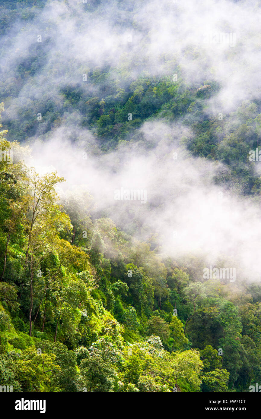 Fog covered forest mountain hi-res stock photography and images - Alamy