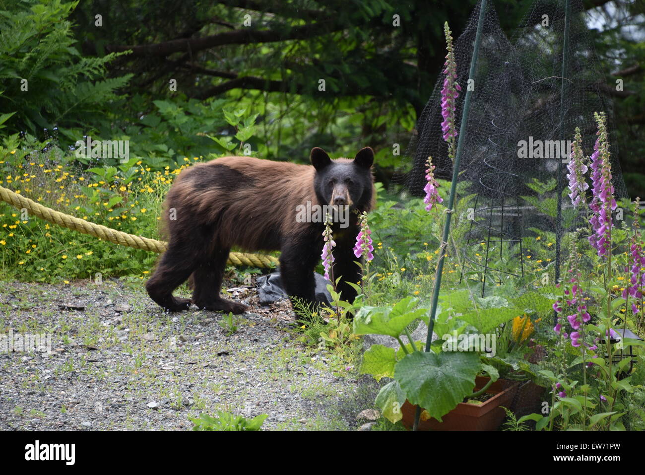 Young Black Bear in garden Stock Photo - Alamy