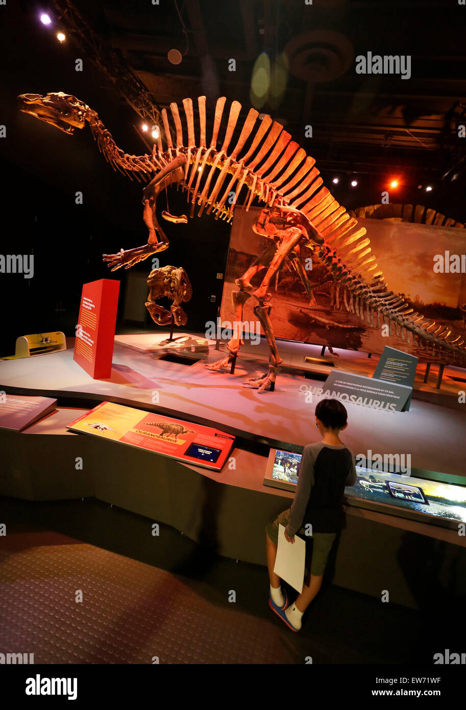 Vancouver, Canada. 18th June, 2015. A boy visits the dinosaurs ...