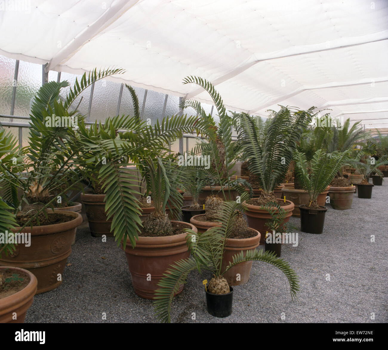 Pots of large ferns in a polytunnel Stock Photo - Alamy
