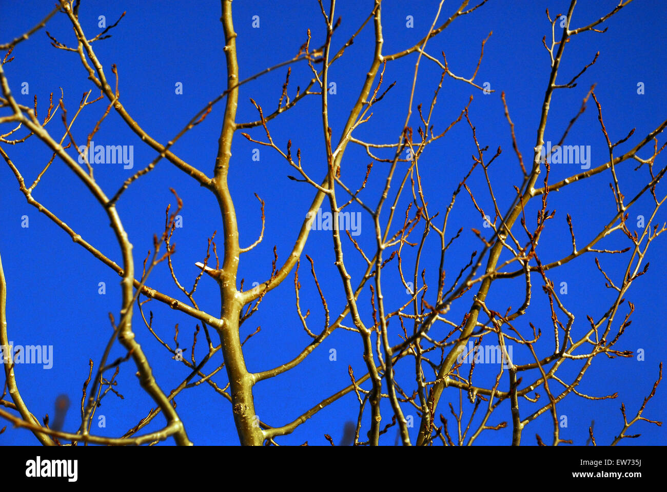 Branches of winter hi-res stock photography and images - Alamy