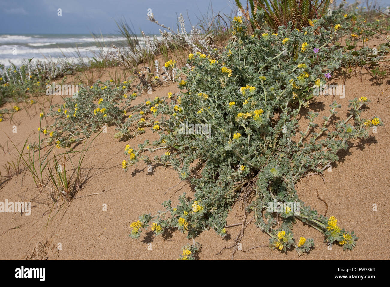 Coastal medick, sea medick, Sea alfalfa, Strand-Schneckenklee ...