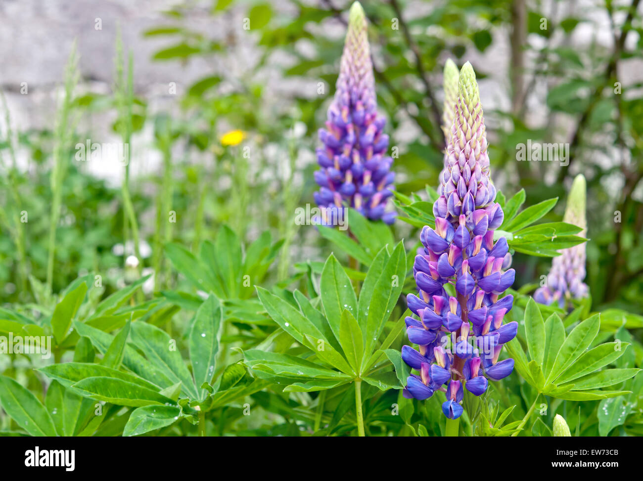 a lupinus polyphyllus Close up Stock Photo - Alamy
