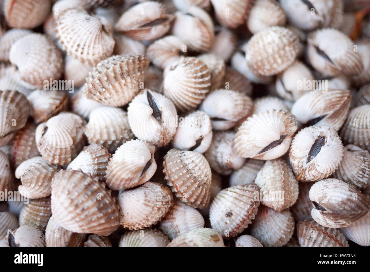 Blood cockles for sale at Central Market (also known as Psah Thom Thmey ...