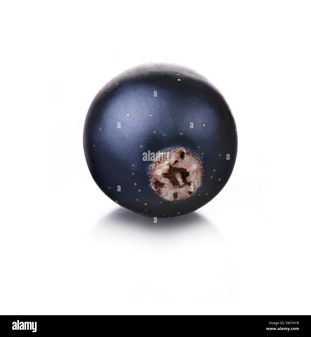 One black currant on the white background Stock Photo - Alamy