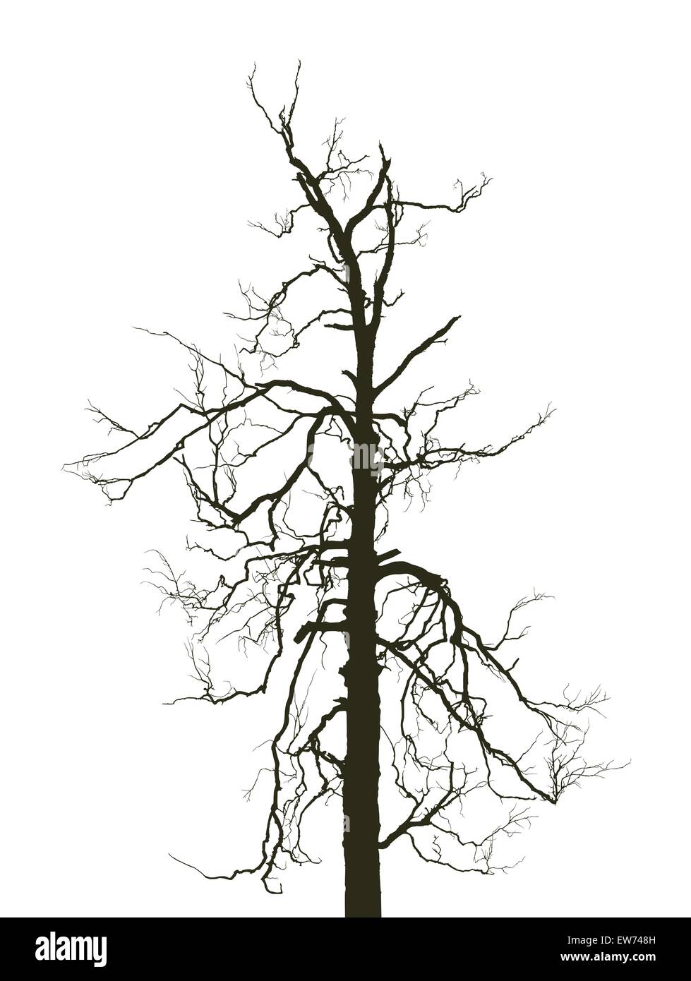 Scary tree bark shape Stock Vector Images - Alamy