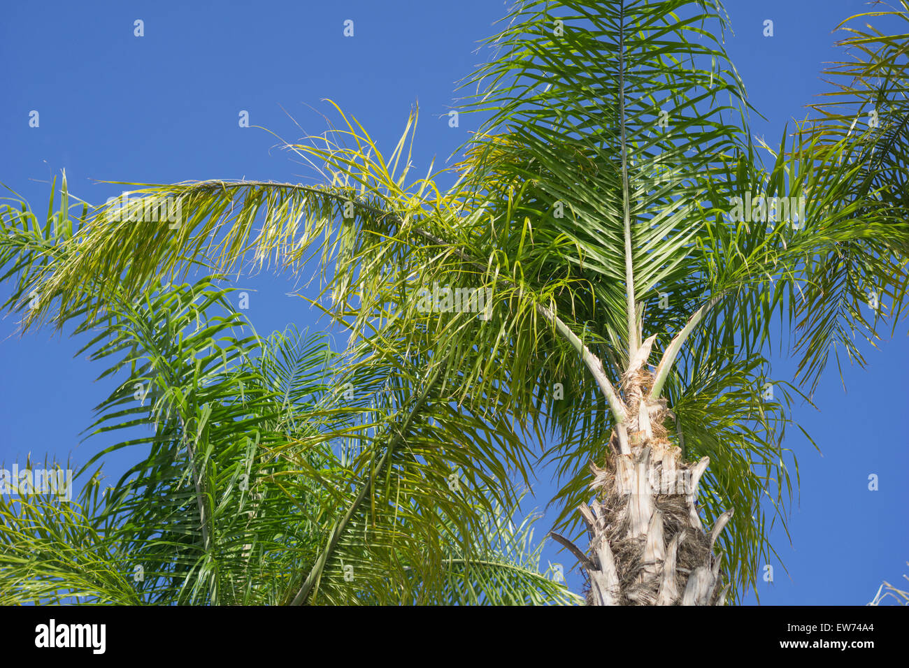 Palm Tree Fronds Growth High Resolution Stock Photography and Images ...