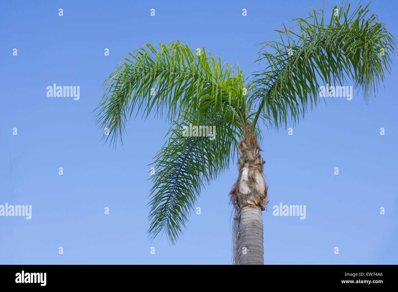 Palm Tree Fronds Growth High Resolution Stock Photography and Images ...