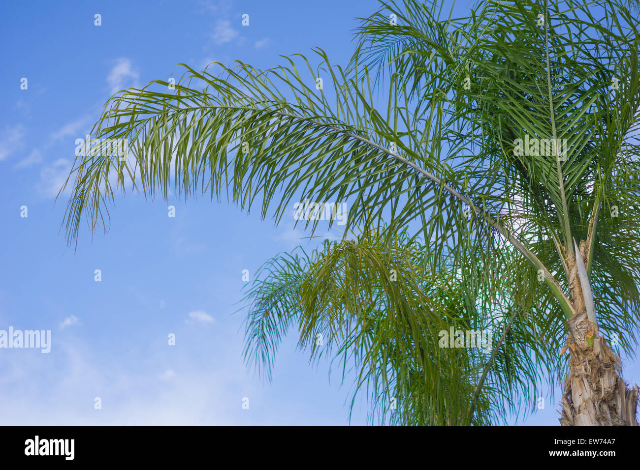 Palm Tree Fronds Growth High Resolution Stock Photography and Images ...