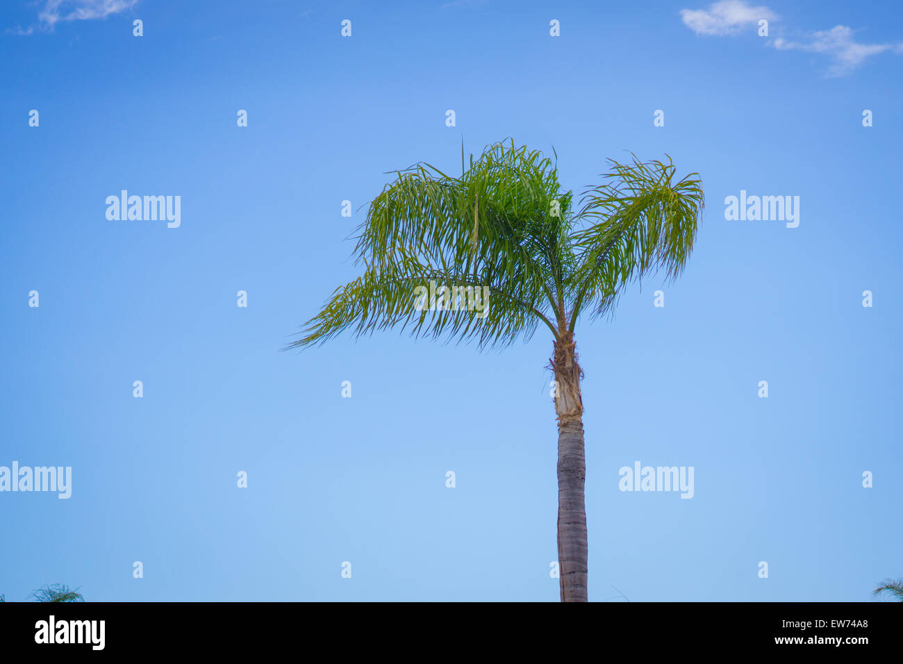 Single skinny palm tree above the California Pacific Coast Stock Photo ...