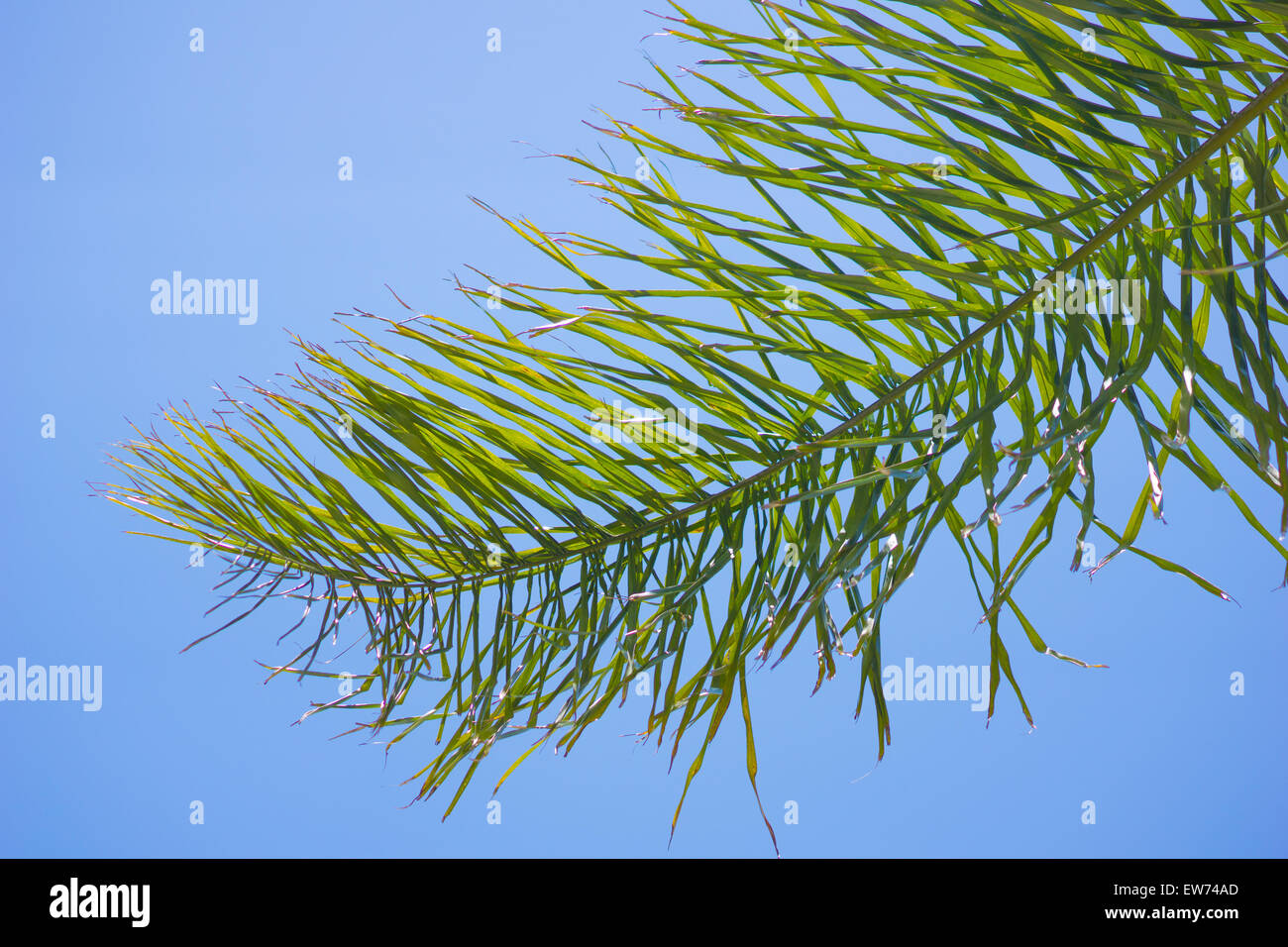 Green branch of palm frond bends in the morning wind Stock Photo - Alamy