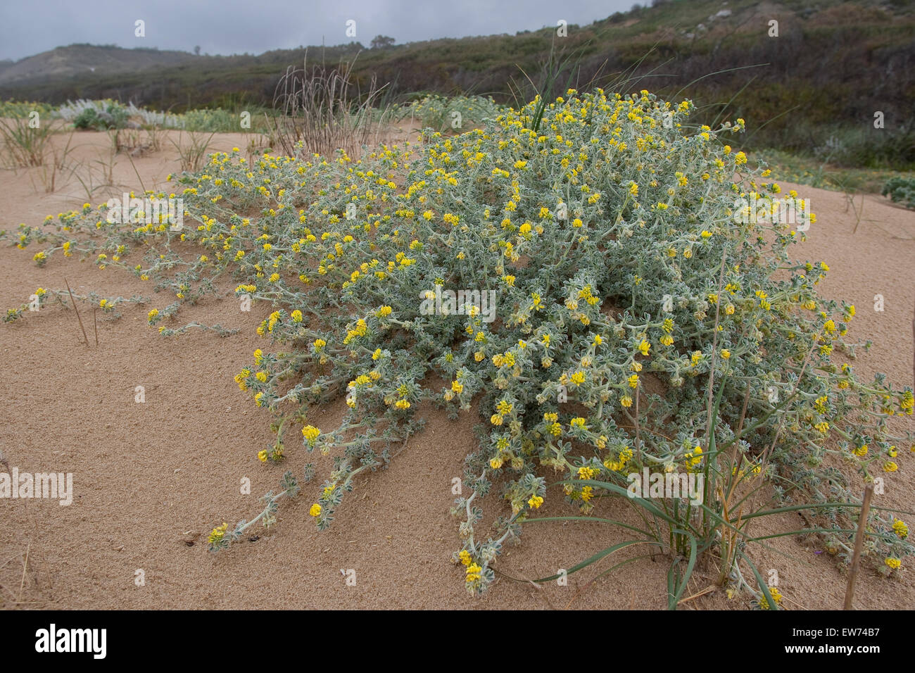 Coastal medick, sea medick, Sea alfalfa, Strand-Schneckenklee ...
