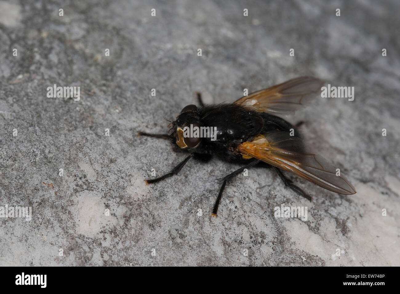 Rinder fliege hi-res stock photography and images - Alamy