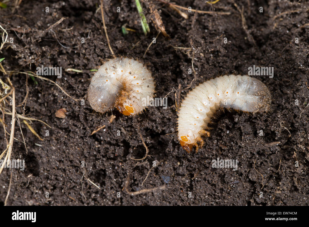 Rose chafer, larva, larvae, grub, grubs, Rosenkäfer, Larve, Engerling ...