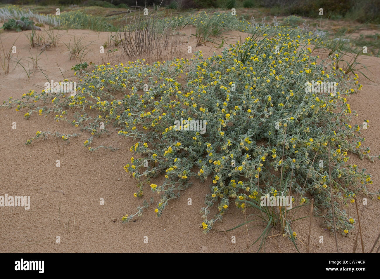 Coastal medick, sea medick, Sea alfalfa, Strand-Schneckenklee ...