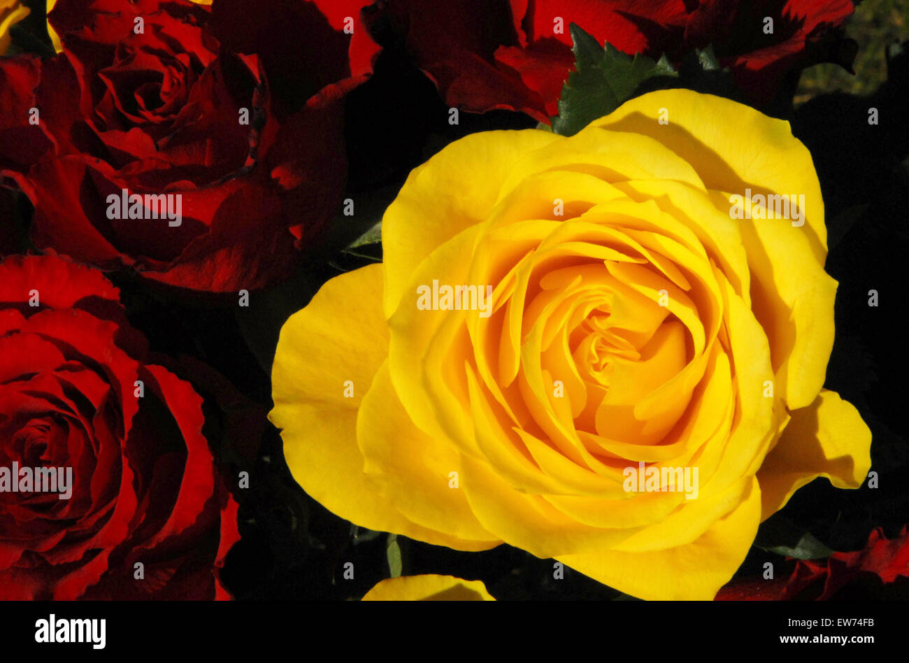 Still life with yellow roses hi-res stock photography and images - Alamy