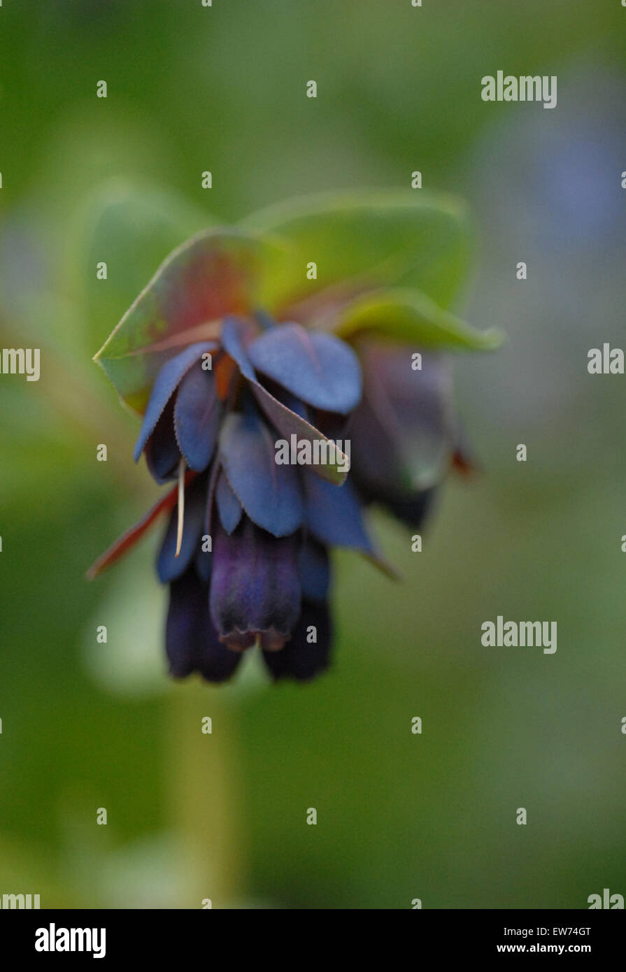 Honeywort cerinthe major purpurascens hi-res stock photography and ...