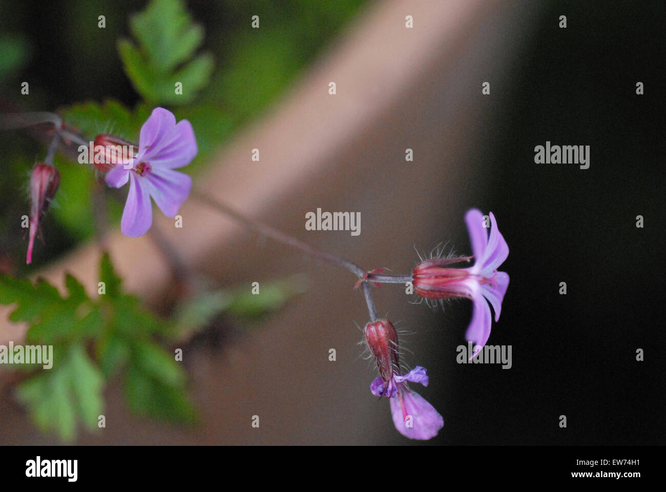 Flora ed hi-res stock photography and images - Alamy