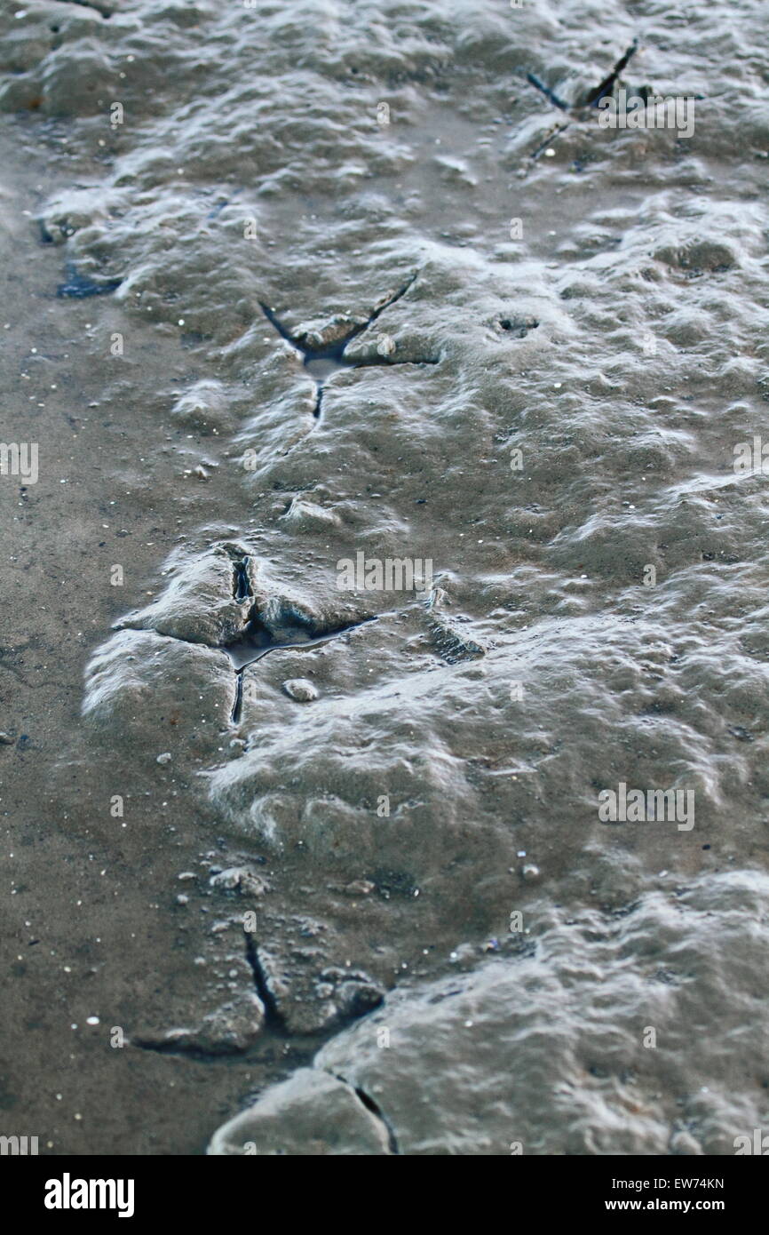 Wading bird tracks and footprints in the mudflats of Pumicestone ...