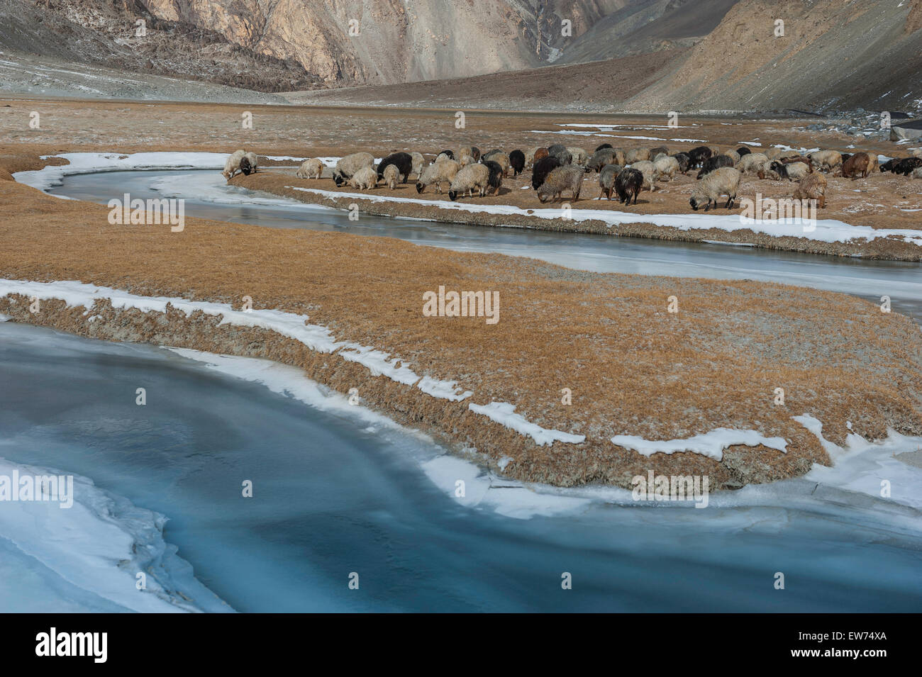 Pashmina goats and sheep are grazing in frozen land Stock Photo - Alamy