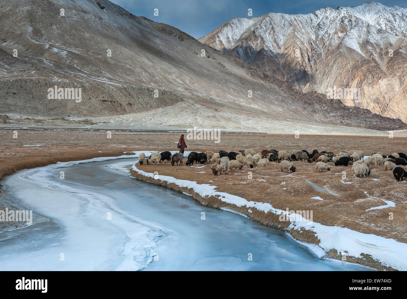 Pashmina goats and sheep are grazing in frozen land and changpa woman ...