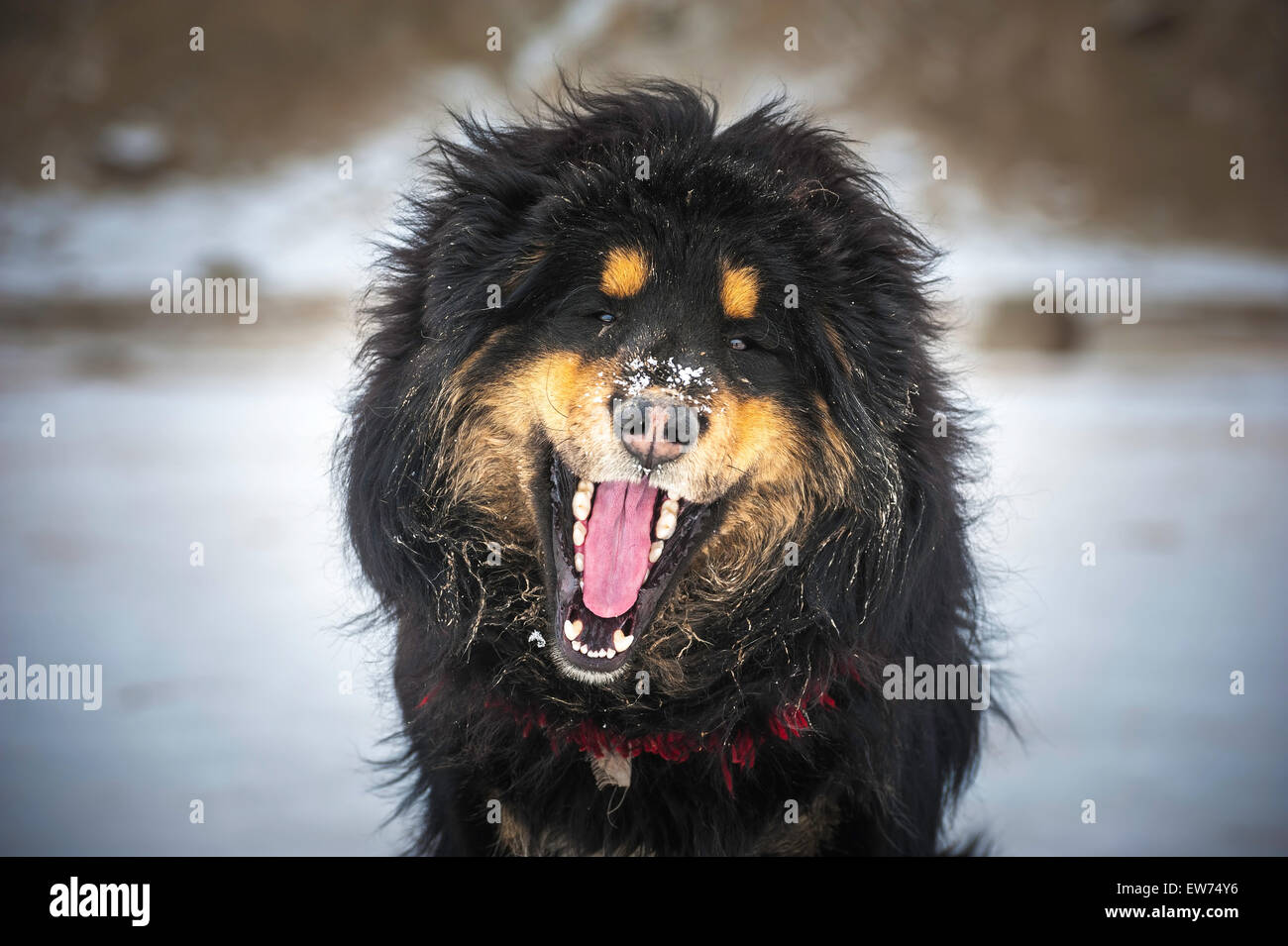 Dogs Kashmir High Resolution Stock Photography and Images - Alamy