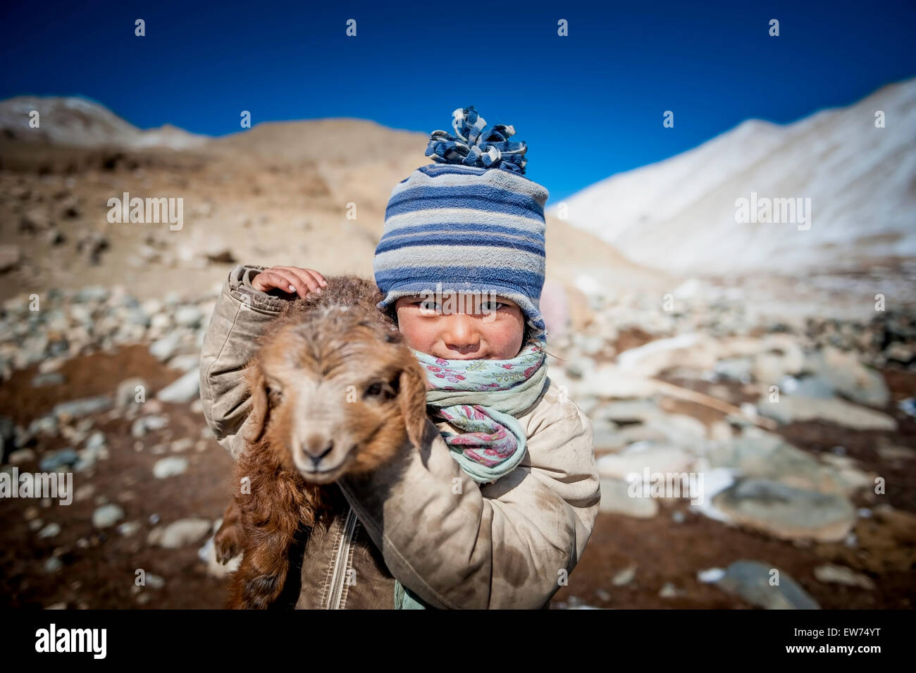 India changthang jammu kashmir goat hi-res stock photography and images ...
