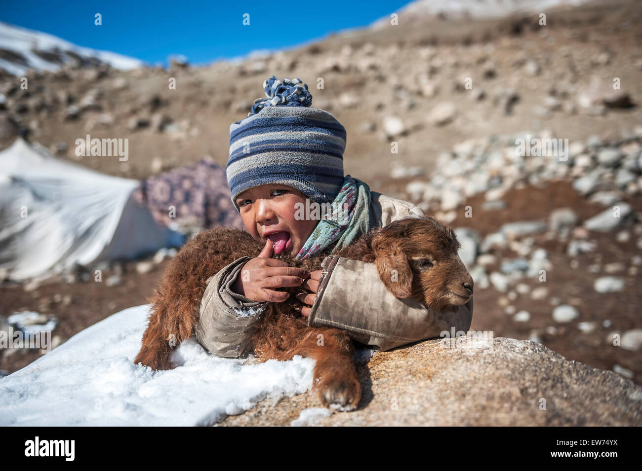 India changthang jammu kashmir goat hi-res stock photography and images ...