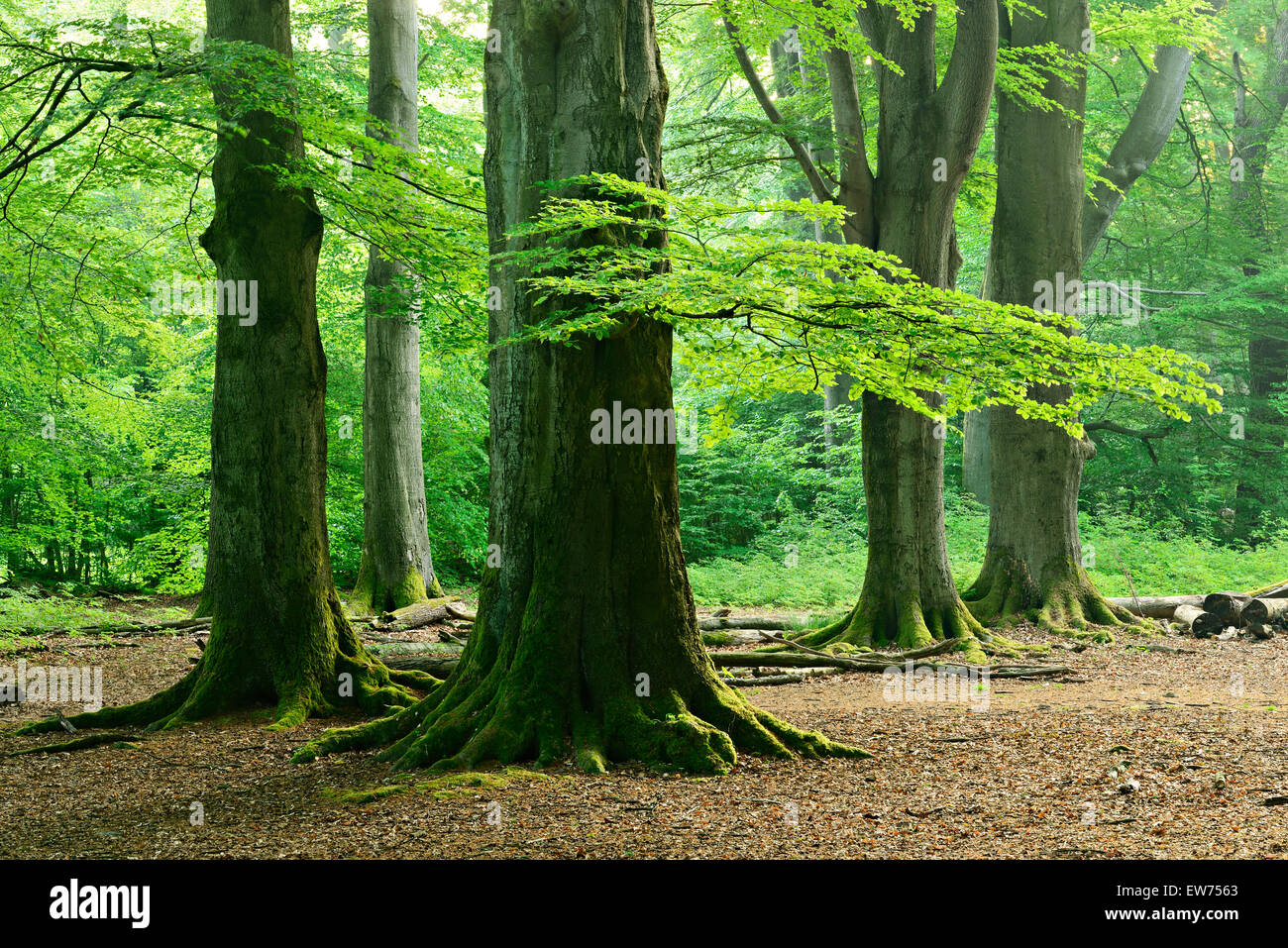 Old beech trees in a former pastoral forest, Reinhardswald, Sababurg ...