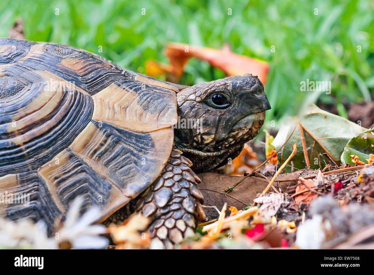 tortoise in green environment Stock Photo - Alamy