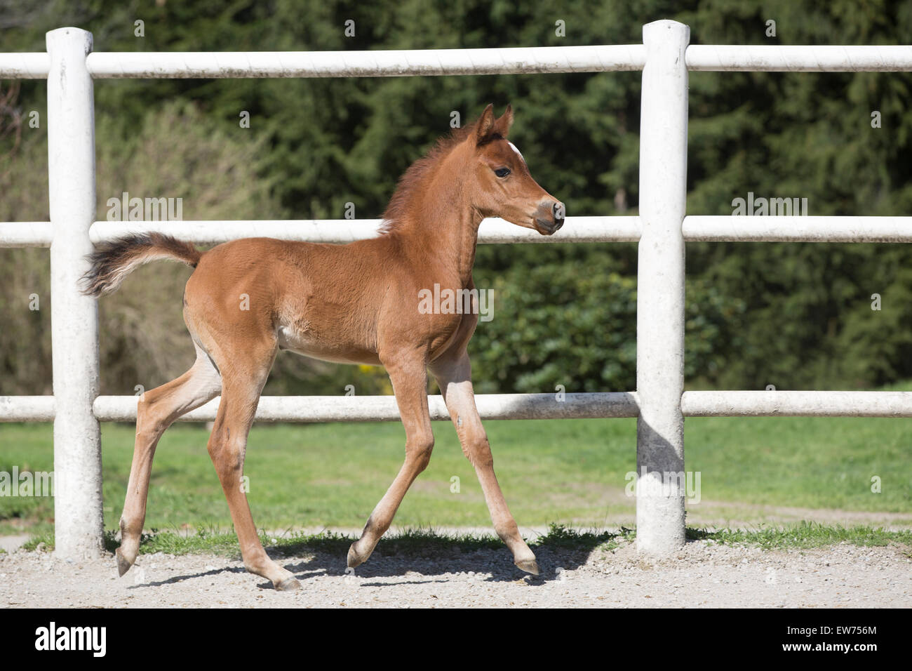 Court steps hi-res stock photography and images - Alamy