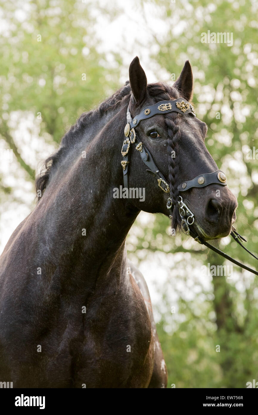 Noriker breed hi-res stock photography and images - Alamy
