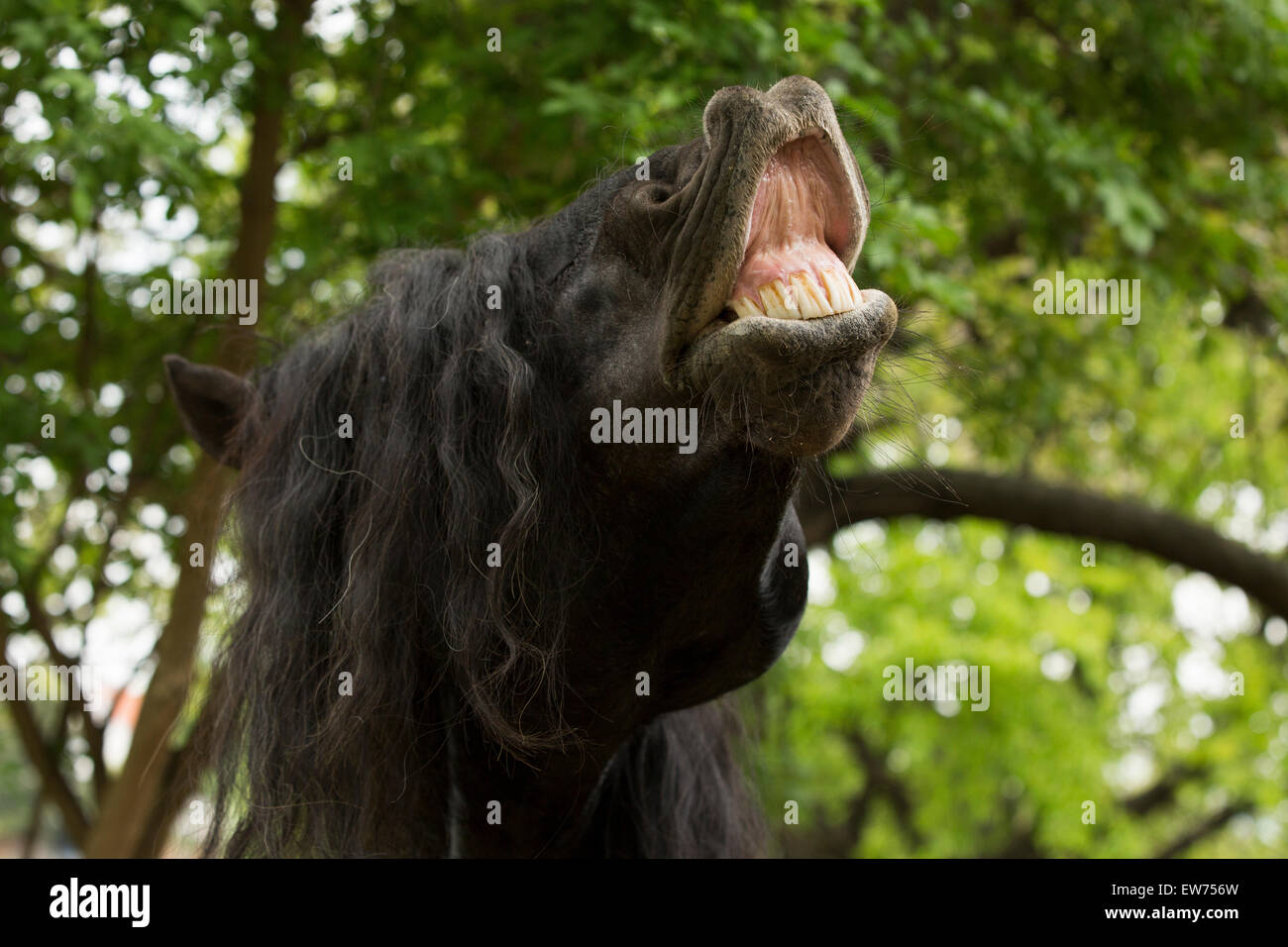 Flehmen Horse High Resolution Stock Photography and Images - Alamy