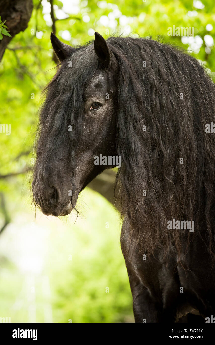 Noriker stallion, animal portrait Stock Photo - Alamy