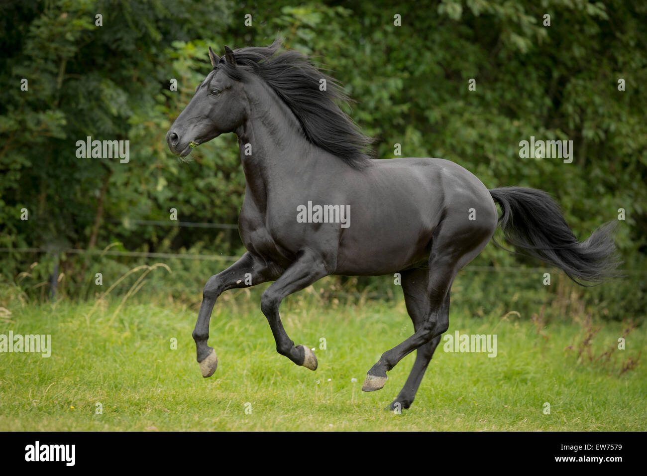 Spanish stallion, Pura Raza Espanola or PRE, black, galloping Stock ...