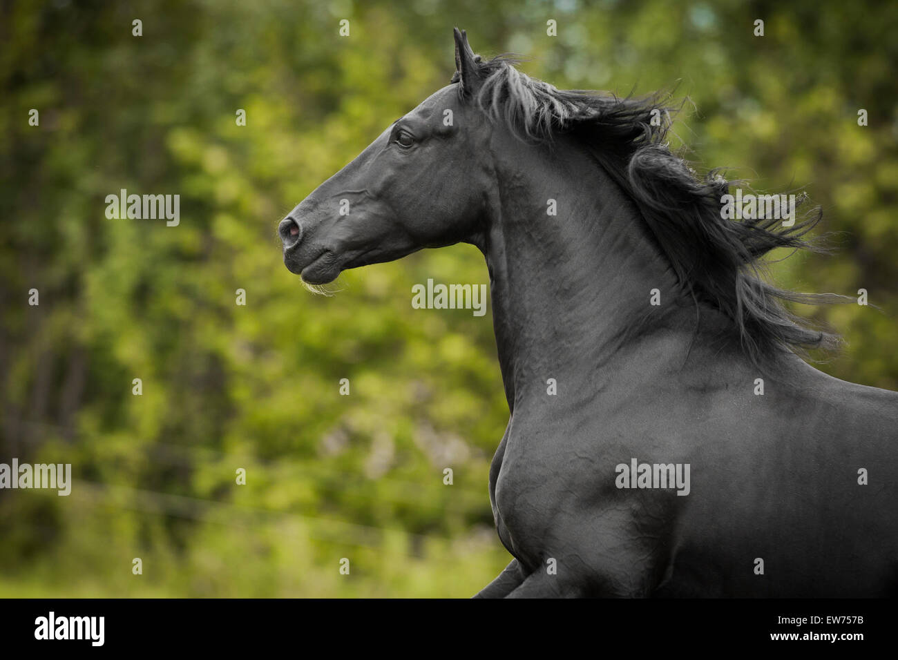 Pura raza espanola pre hi-res stock photography and images - Alamy