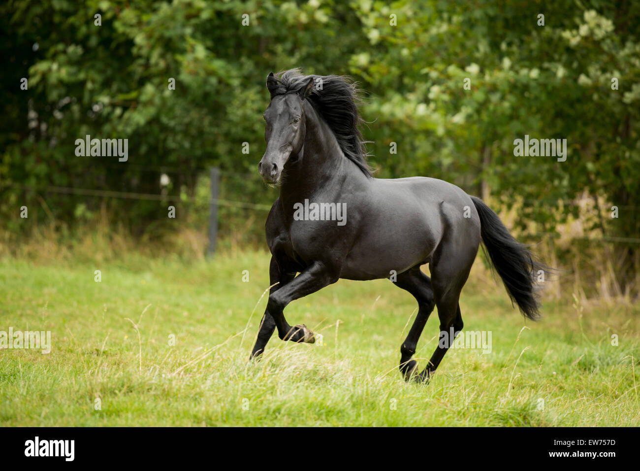 Spanish stallion, Pura Raza Espanola or PRE, black, galloping Stock ...
